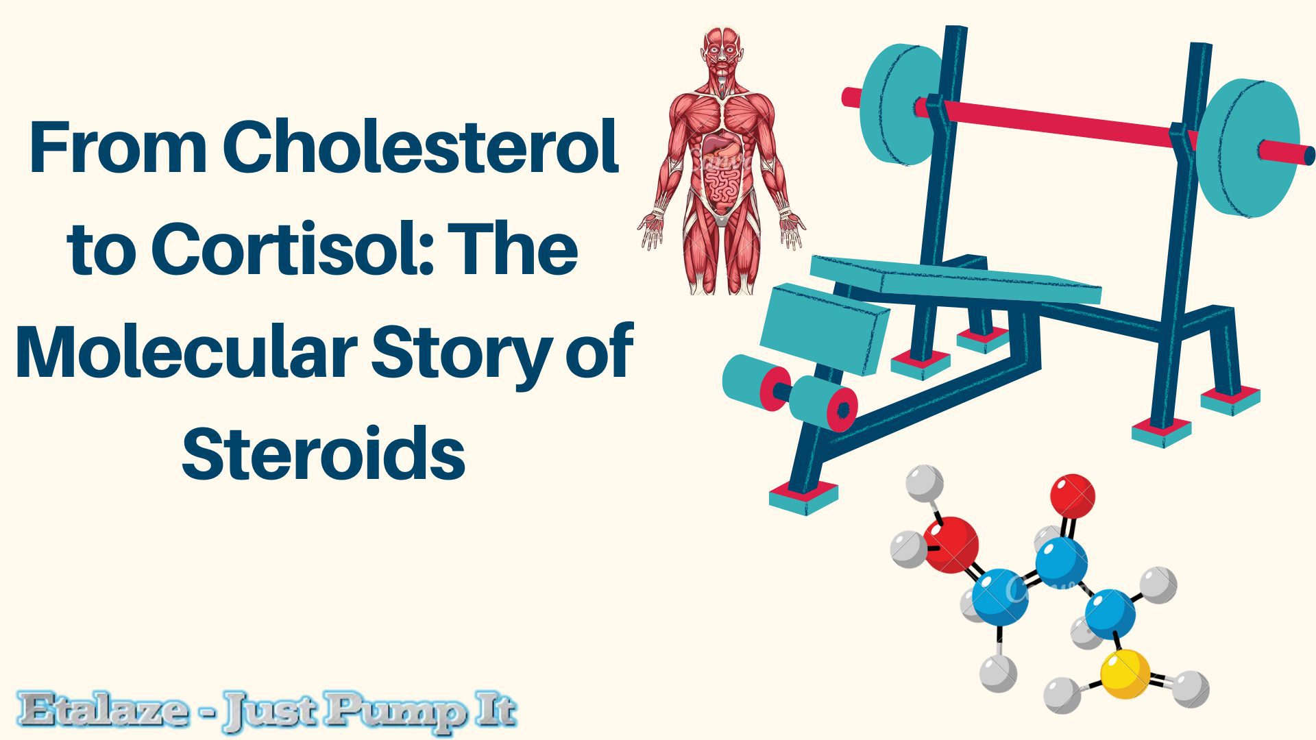 From Cholesterol to Cortisol: The Molecular Story of Steroids - What ...